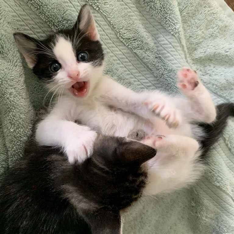 Mama Cat Java and Her Coffee Beans Purrcolate in Foster Home