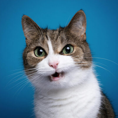 Catographer Shares Funny 'Angry Kitty' Shots to Brighten Your Day