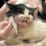 Cat Rescued with Mouth Injuries Brings Smiles Surprising All