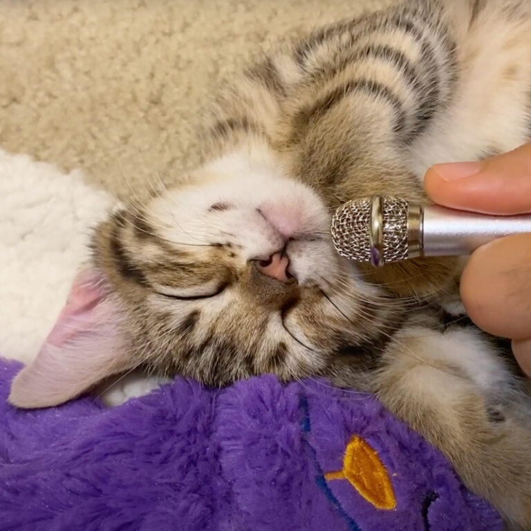 Rescuers Share Soothing 'Kitten ASMR' of Carefree Foster Kittens