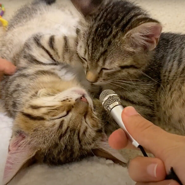 Rescuers Share Soothing 'Kitten ASMR' of Carefree Foster Kittens