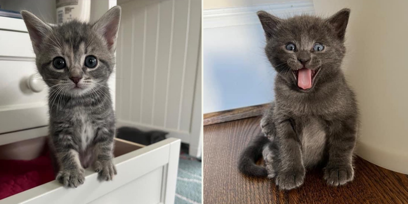 Rescuers Share Their Favorite Creatively Cute Kitten's Names
