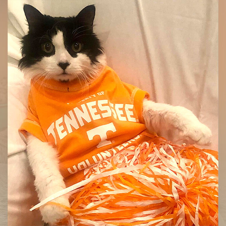 Family Rehabilitates 'Little T' a Cat So Large He Couldn't Move