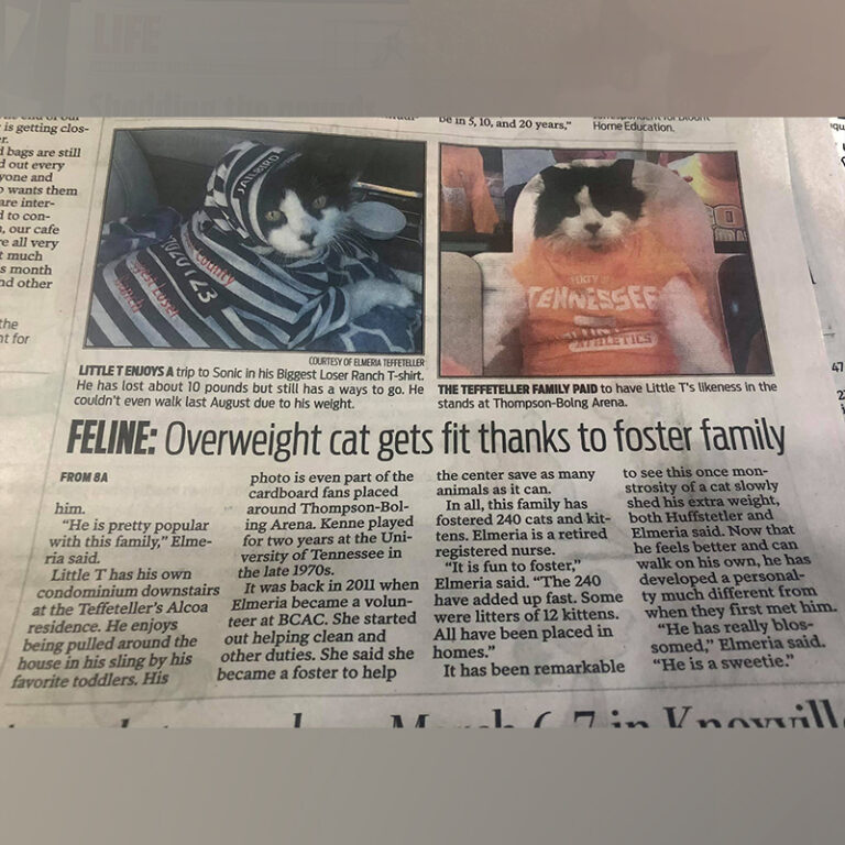 Family Rehabilitates 'Little T' a Cat So Large He Couldn't Move
