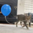 Loki Loves to See His Reflection with a Balloon in the Glass Door