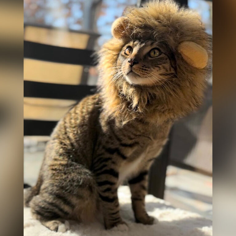 Loki Loves to See His Reflection with a Balloon in the Glass Door