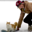 'Smagical' Snowskating Cats That Love Wild Rides in the Snow