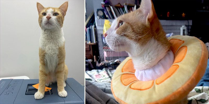 Noble 'Prince Chester' the Cat Gets Help After Enduring Foot Injury