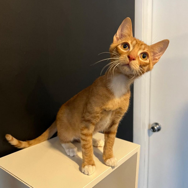 Chicago Rescue's Hilarious Descriptions for Adoptable Cats