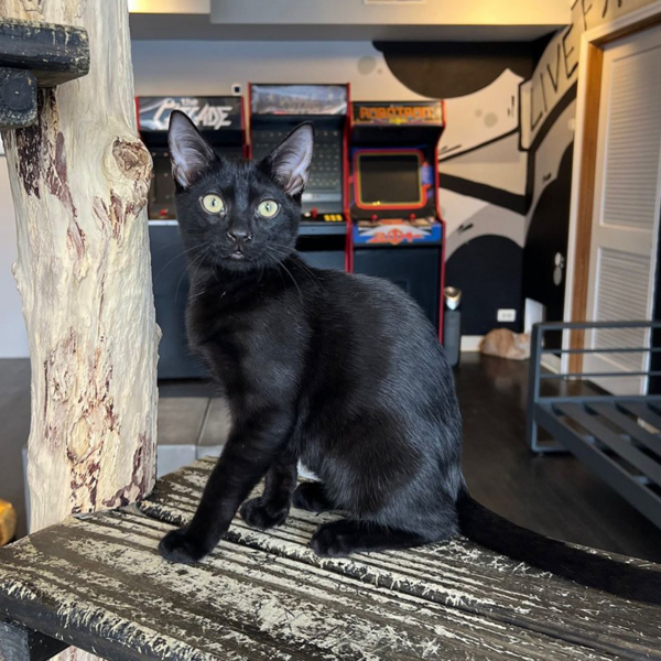 Chicago Rescue's Hilarious Descriptions for Adoptable Cats