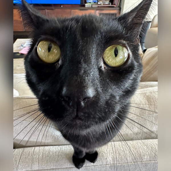 Seth MacFarlane Adopts Cat From Rescue He Helped Create