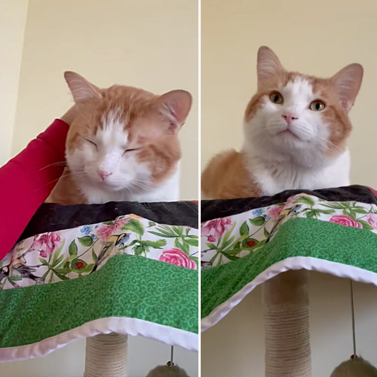 Rescuers Get Purrfect Endorsement After Adoption of Cat Simba