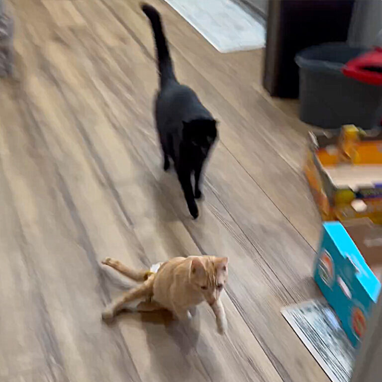 Squash the Cat with Leg Paralysis Defies Physics For a Treat