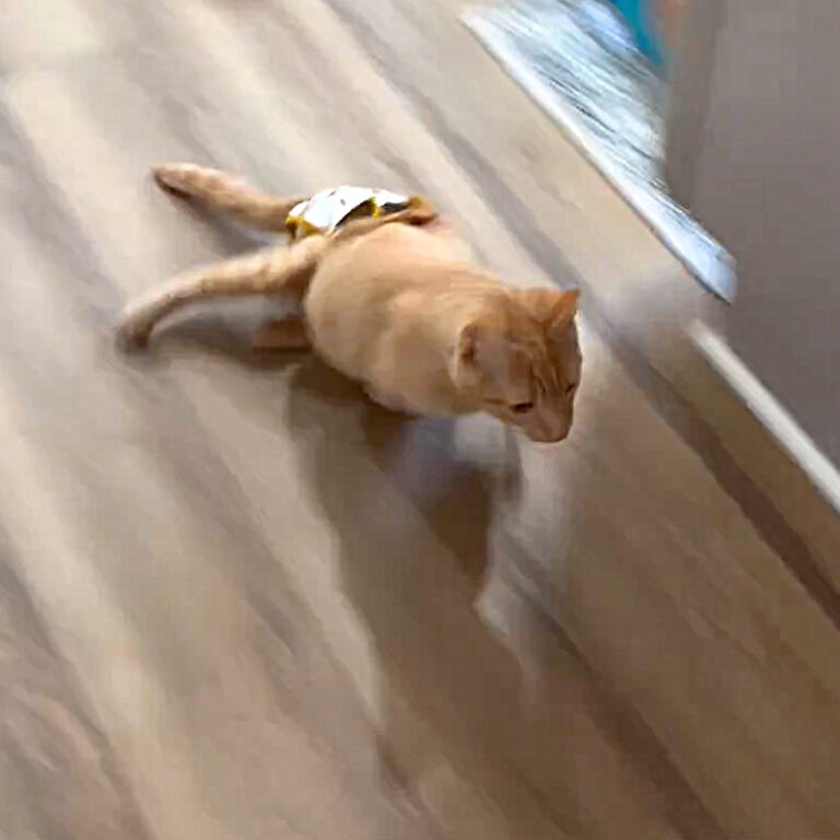Squash the Cat with Leg Paralysis Defies Physics For a Treat