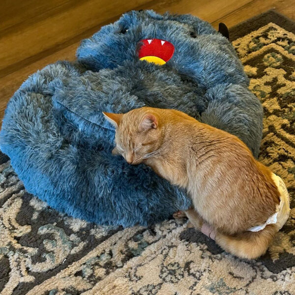 Squash the Cat with Leg Paralysis Defies Physics For a Treat