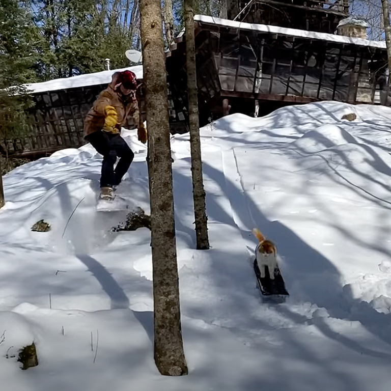 'Smagical' Snowskating Cats That Love Wild Rides in the Snow