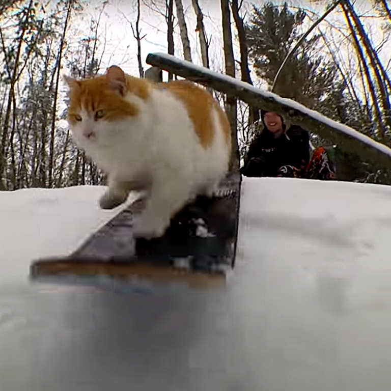'Smagical' Snowskating Cats That Love Wild Rides in the Snow