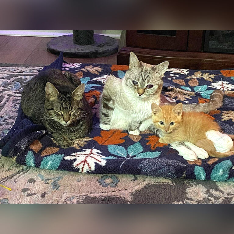 Squash the Cat with Leg Paralysis Defies Physics For a Treat