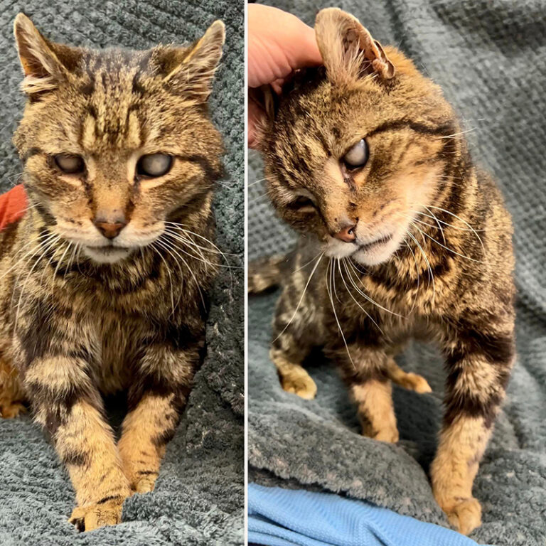Rescuers Share Easy Tips to Provide a Home for Blind Cats