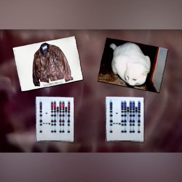 Cats Take a Bite Out of Crime by Shedding Furensic Evidence