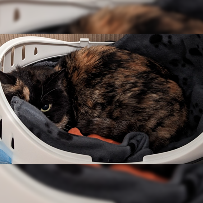 'Precious Cargo' the Cat Surprises Agents in Box from China