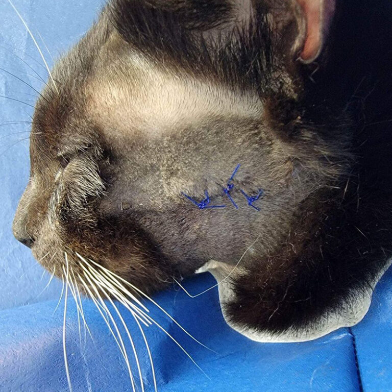 Friendly Feral Beastie Couldn't Close His Mouth Until Surgery