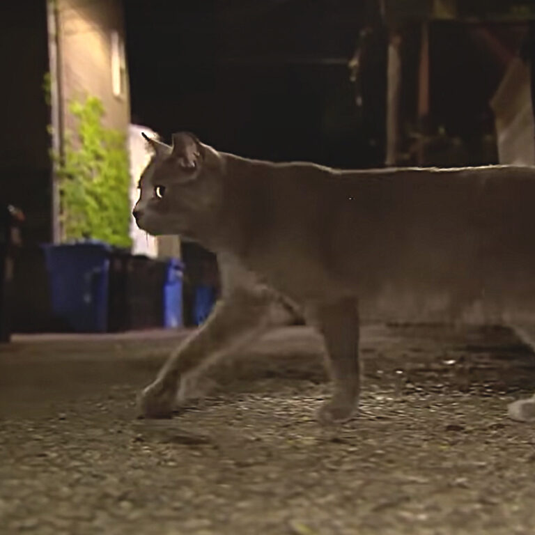 Chicago's 'Cats at Work' Drives Out Rats with Working Feral Cats