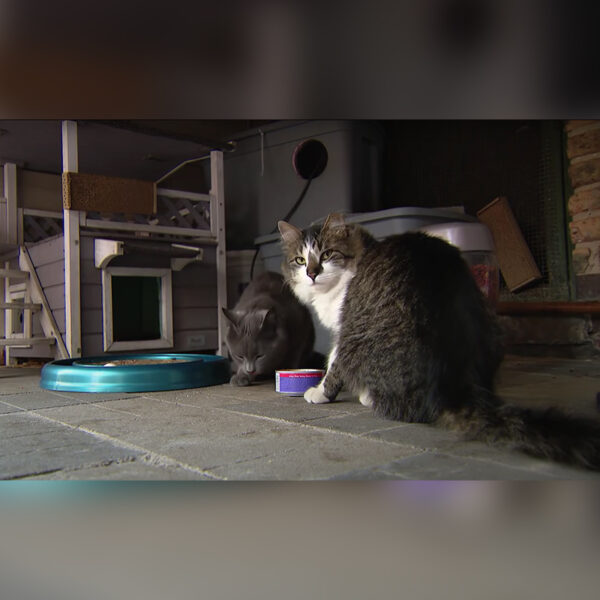 Chicago's 'Cats at Work' Drives Out Rats with Working Feral Cats