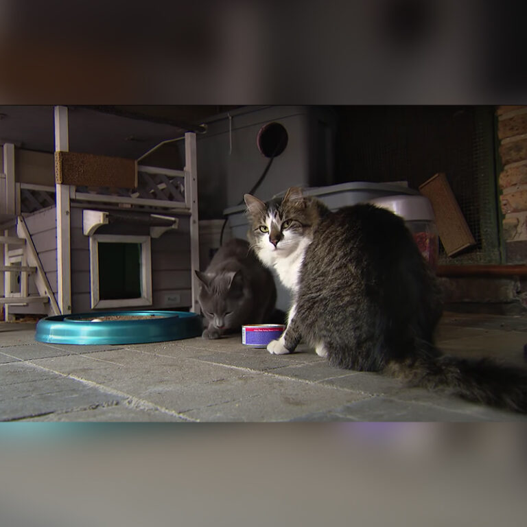 Chicago's 'Cats at Work' Drives Out Rats with Working Feral Cats