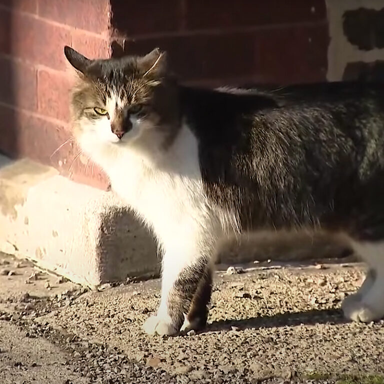 Chicago's 'Cats at Work' Drives Out Rats with Working Feral Cats