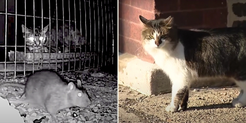 Chicago's 'Cats at Work' Drives Out Rats with Working Feral Cats