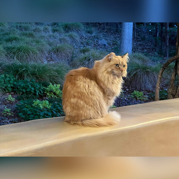 Disneyland Mourns Loss of Nutmeg, Star Among Disneyland Cats