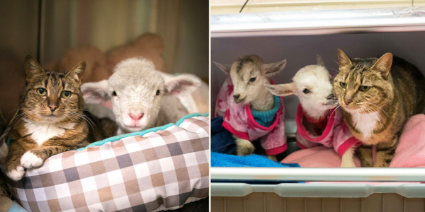 Nurse Cat Tabitha Comforts Baby Animals at Australian Sanctuary
