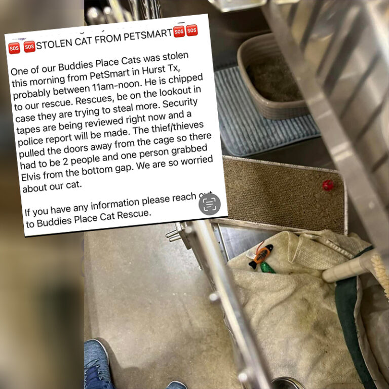 Elvis Has Been Officially Spotted! The Cat King Returns Home