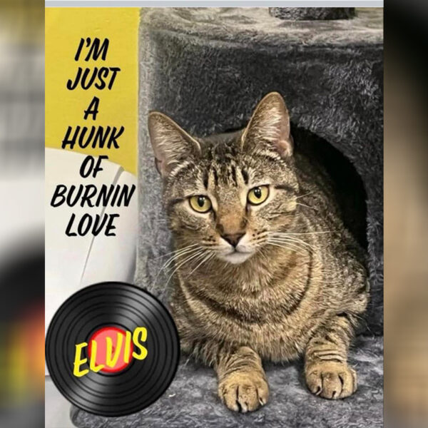 Elvis Has Been Officially Spotted! The Cat King Returns Home