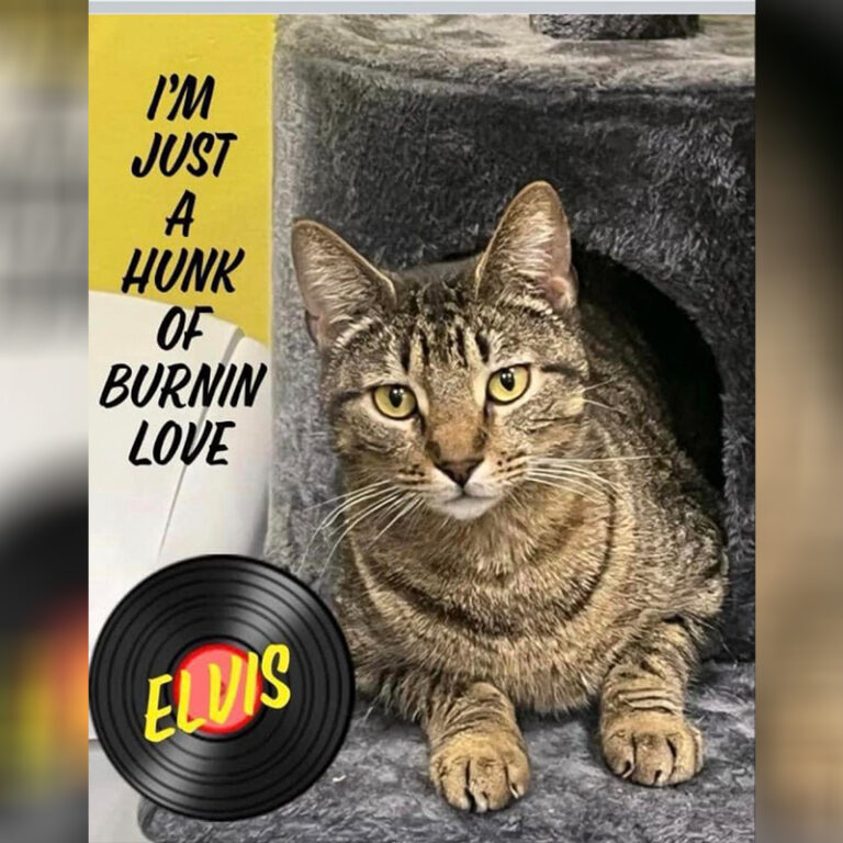 Elvis Has Been Officially Spotted! The Cat King Returns Home