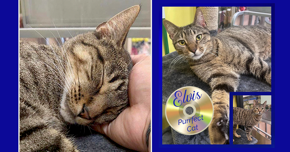 Elvis Has Been Officially Spotted! The Cat King Returns Home