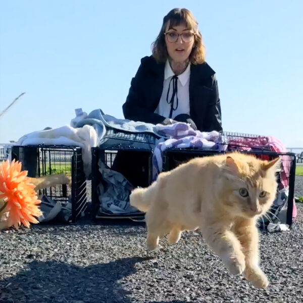 Rescuer Catches Elusive 'White Whale' of a Tomcat Named Suge