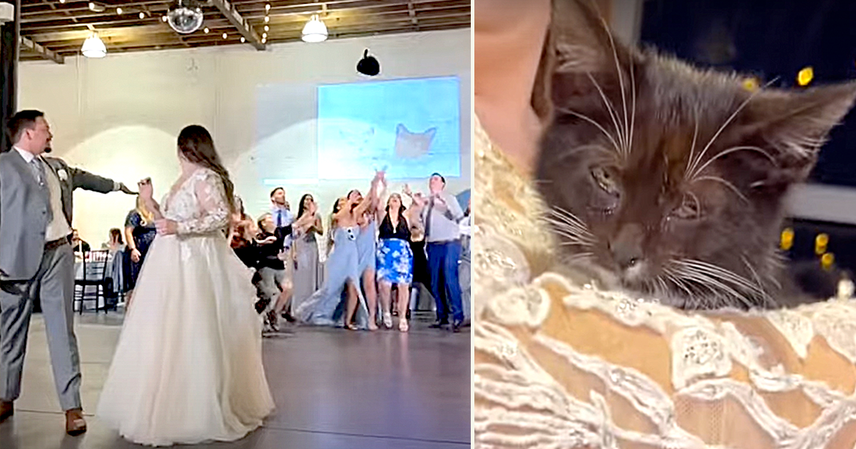 Wedding Has a Plush 'Cat Toss' - Bridesmaid Adopted Real Kitten