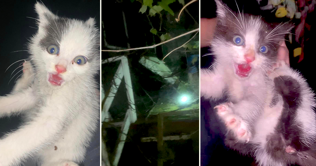 Kittens Rescued from Abandoned House at Night Like Horror Movie