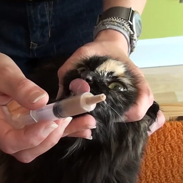 Pro Tips to Help the Medicine or Pill Go Down Easy for Cats