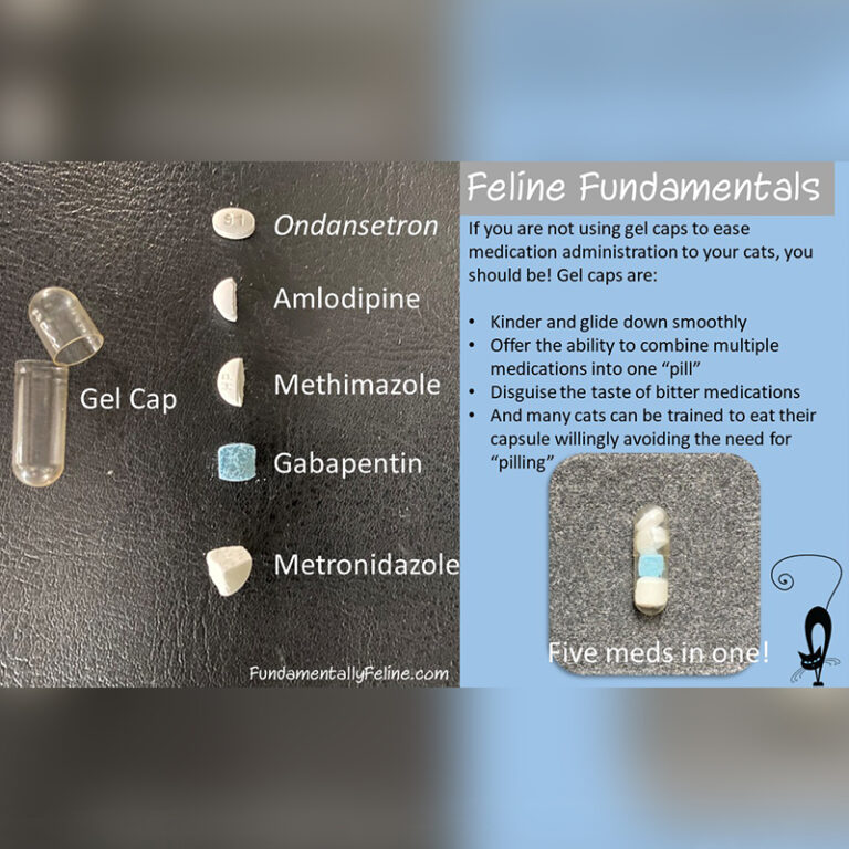 Pro Tips to Help the Medicine or Pill Go Down Easy for Cats