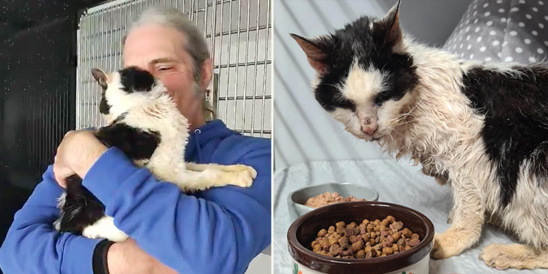 Kizzy, the 25-Year-Old Cat, Cried When Reunited with Dad
