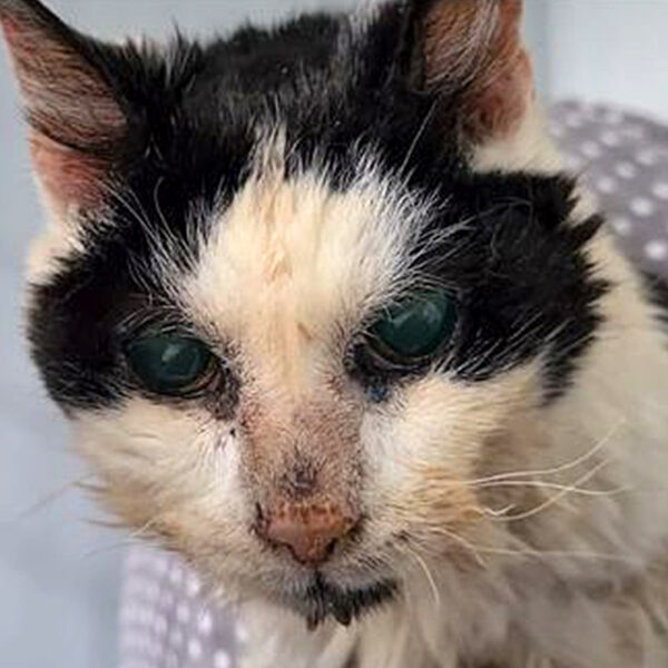 Kizzy, the 25-Year-Old Cat, Cried When Reunited with Dad