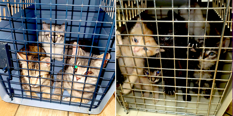 Rescuers Pull Off 'Miracle' Saving 19 Cats After Woman Lost Home
