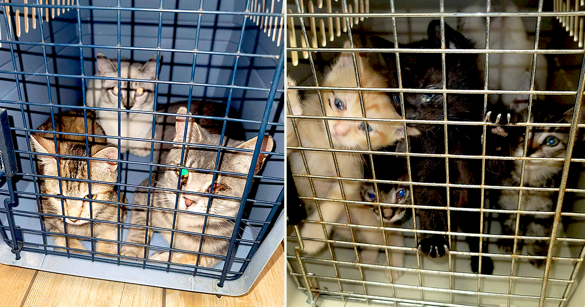 Rescuers Pull Off 'Miracle' Saving 19 Cats After Woman Lost Home
