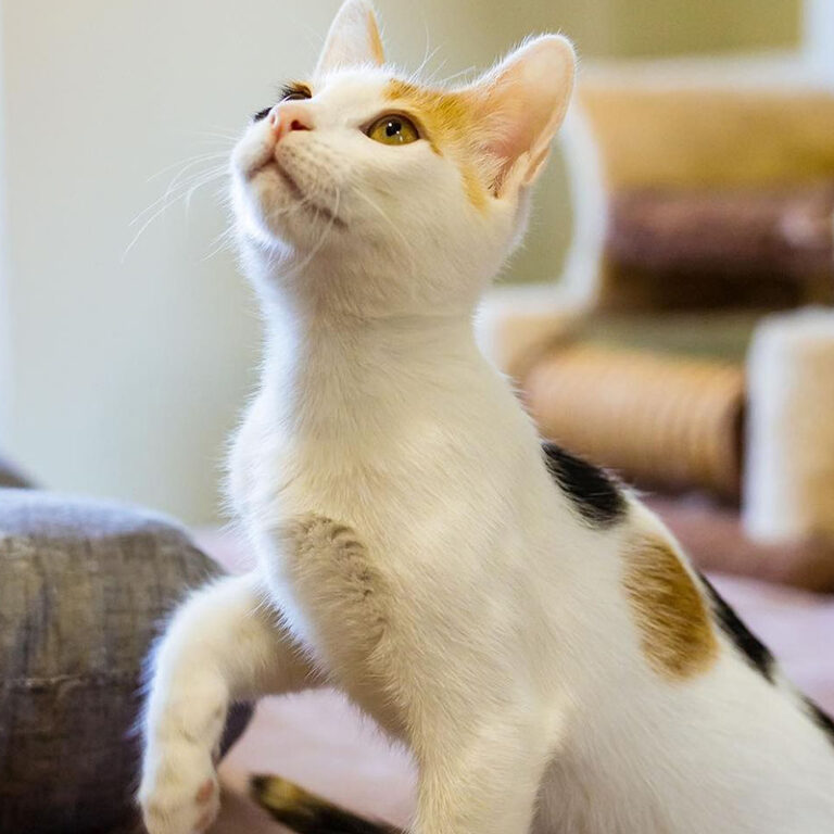 Tripod Kitten Found Under Car Can Do Everything Other Cats Do