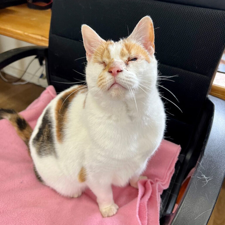 Nurse Cat Tabitha Comforts Baby Animals at Australian Sanctuary