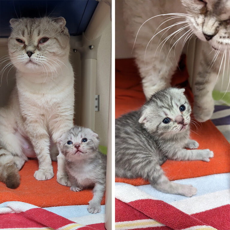 Seattle Rescuers Got a Welcome Surprise When Mama Cat Arrived
