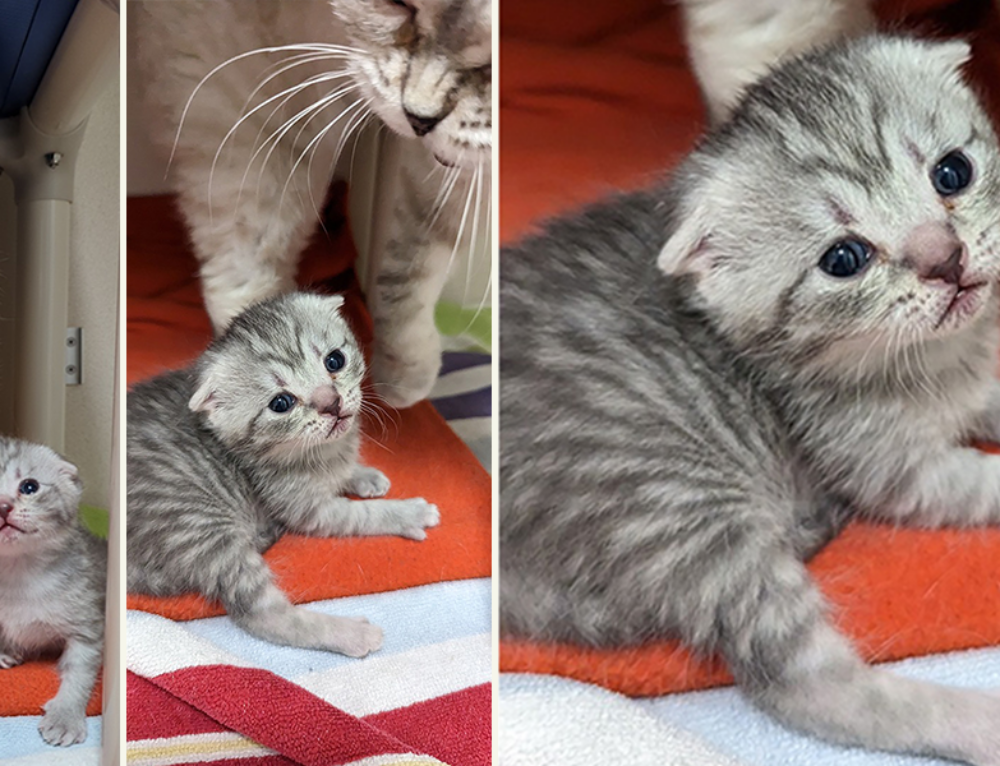 Kitten Born With Two Faces Met The Exact Right Person To Care For Her ...